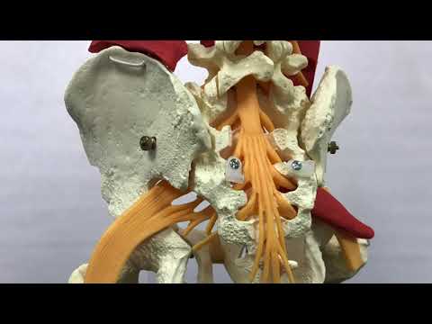 CCC Online Biology Lab - nerves and spinal cord models, labeled and unlabeled