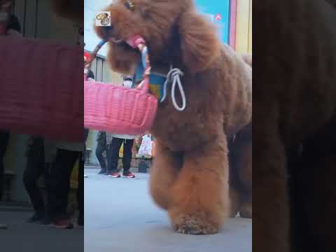 Cutest big dog in the world | Big dog