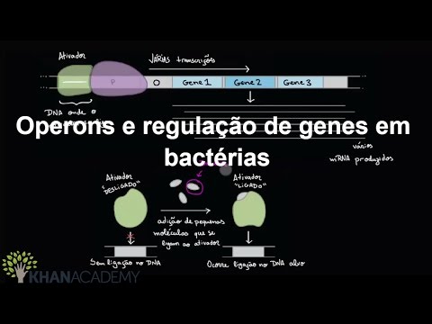 Operons e regulação de genes em bactérias (vídeo) | Khan Academy