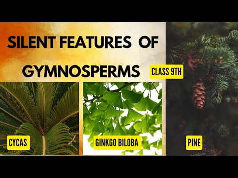 Gymnosperm |Characteristic with examples |Evolutionary lineage |Quick revision |#botany #ncert