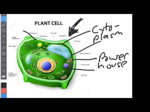 Review Cells Quiz