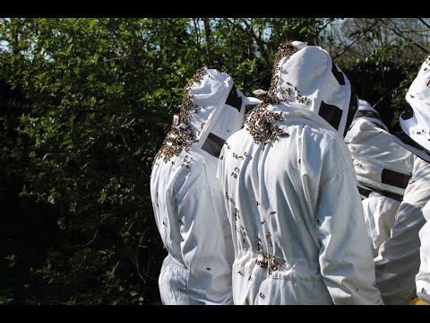 Video Gallery - The Federation of Irish Beekeepers Associations