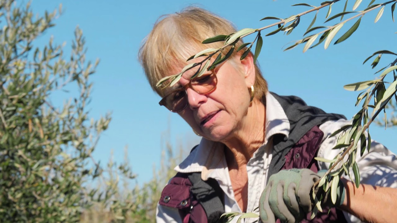 Olive Trees Take Constant Care (Farmher S4 Ep15)