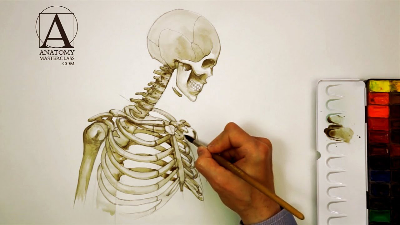 Skull Anatomy - Anatomy Master Class