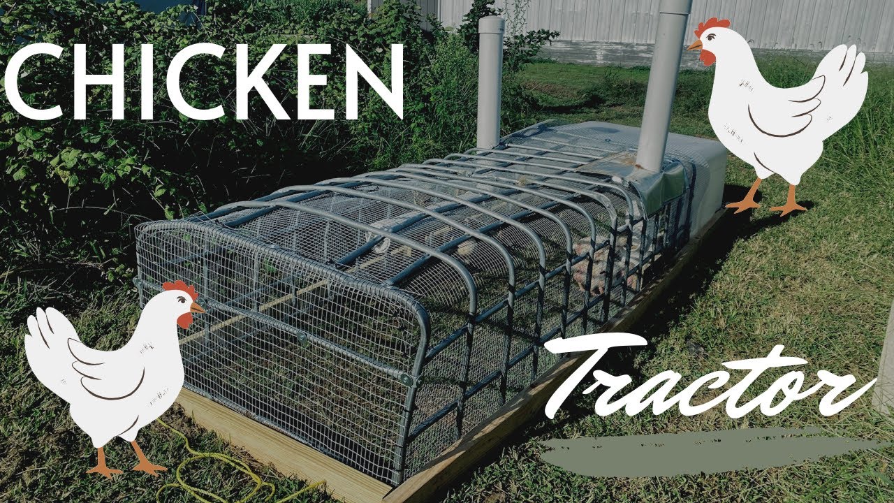 IBC Chicken Tractor   I JUMBO CORNISH CROSS I PVC WATERER AND FEEDER  I  MEAT CHICKENS ON PASTURE