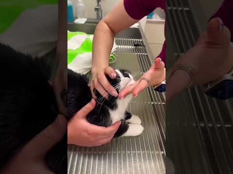 Feline Oral Tablet Administration