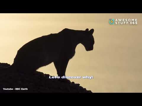 This Car Called the 'GHOST CAT' | Awesome Stuff 365