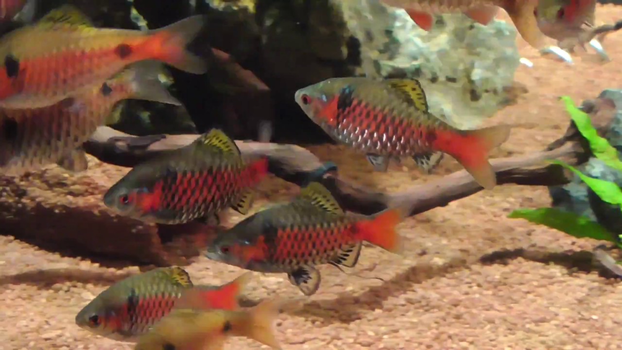 Odessa Barb • Care Guide (Tank Setup, Mates & Diet)