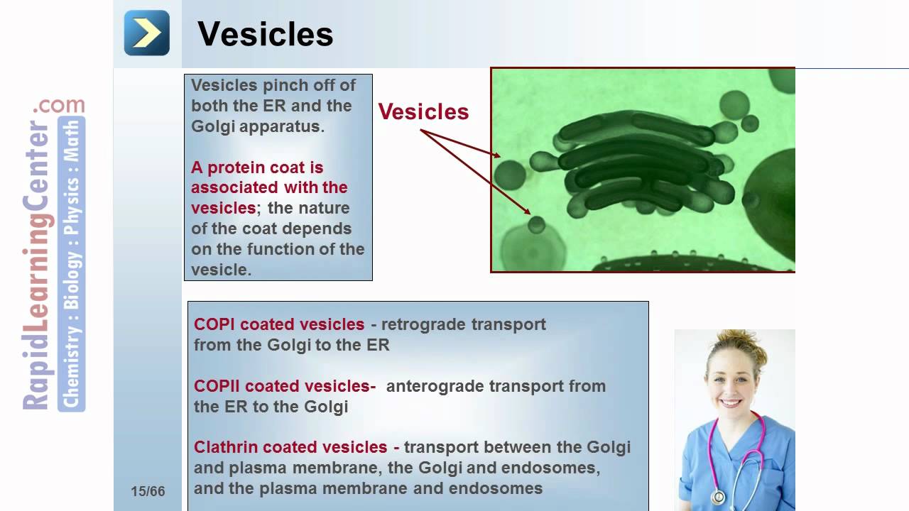 Rapid Learning: Cell Biology - Cellular Structure and Function