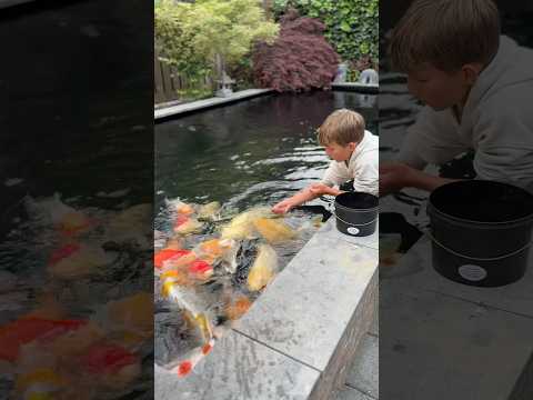 Feeding Japanese Koi 😍 #koi #koifish #japanesekoi