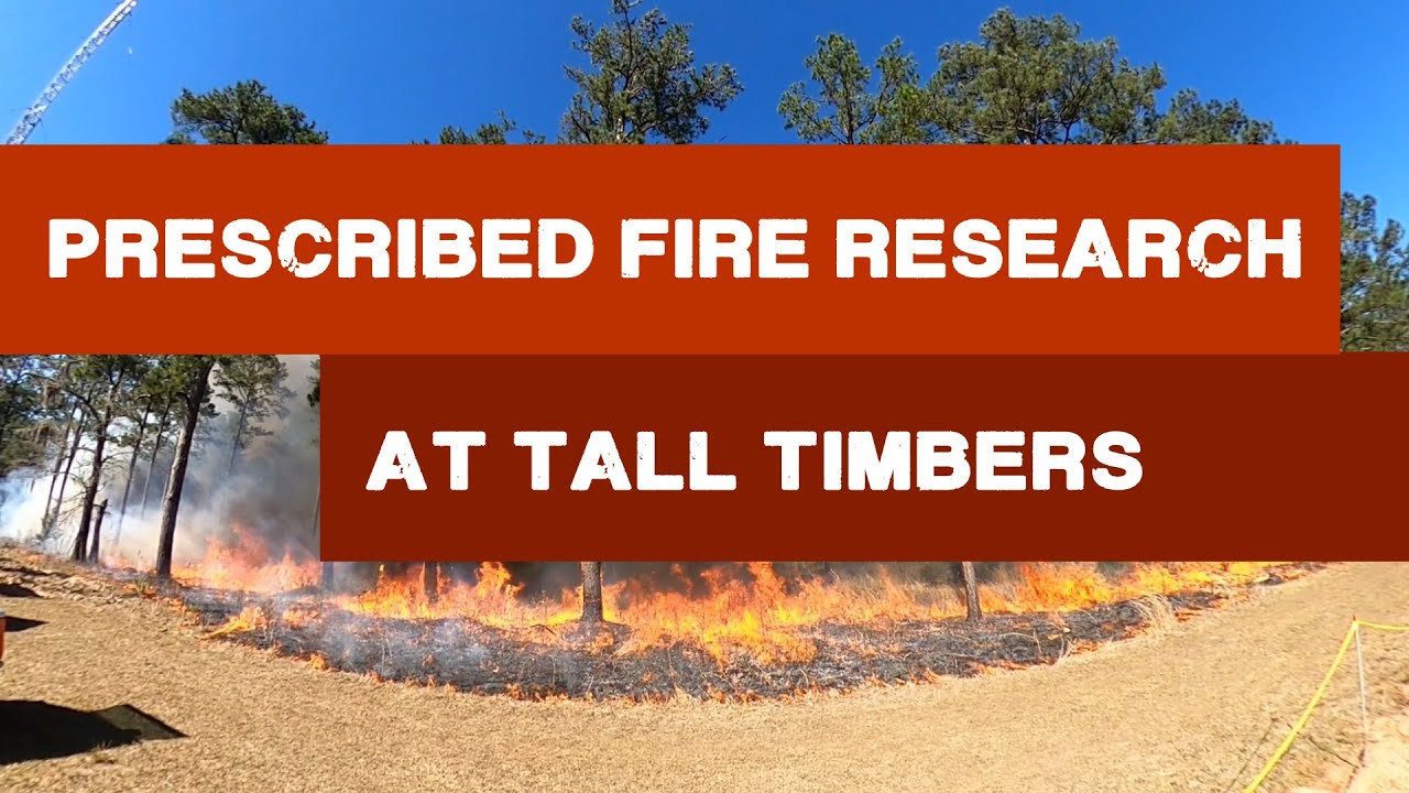 Prescribed Fire Research at Tall Timbers