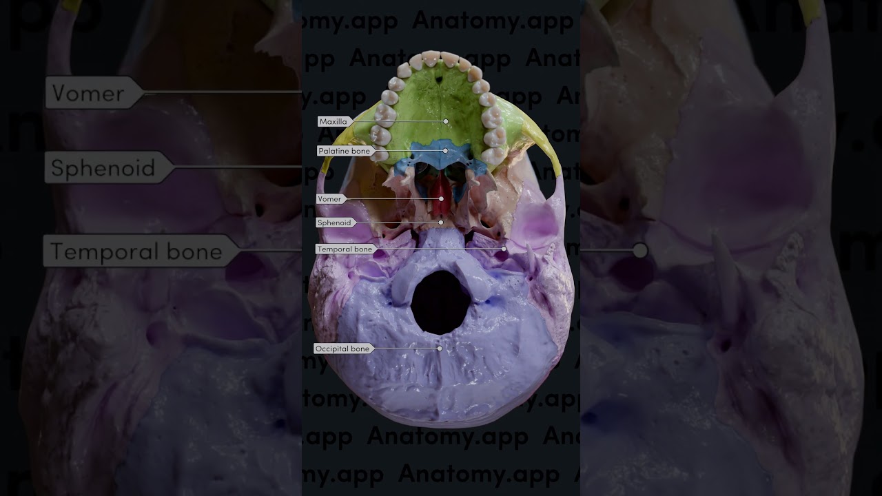 Overview of skull bones