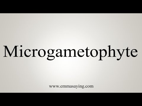 How To Say Microgametophyte