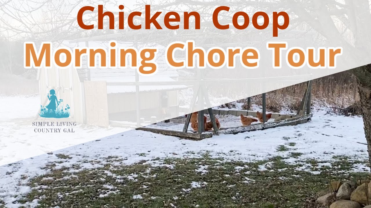 Chicken Coop Morning Chore Tour