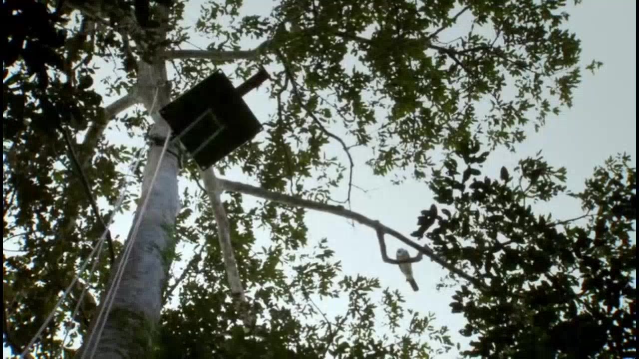 The Monkey-Eating Eagle of the Orinoco - Documentarytube.com