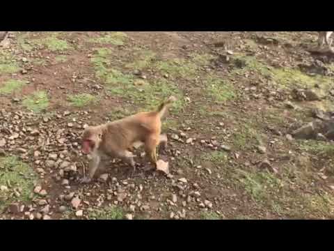 What Puerto Rico's Monkeys Post-Maria Teach Us About Survival | On ...