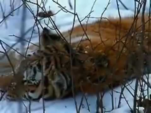 TIGER (Panthera tigris)
