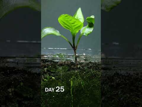 Bell Pepper Sprouting Time Lapse
