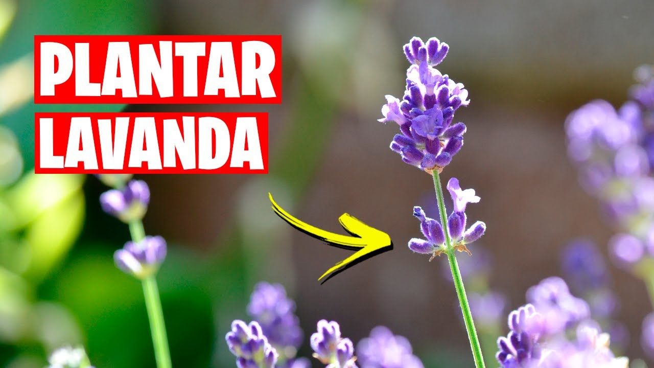 Como Plantar LAVANDA 🌿 (Aromática IMPRESCINDIBLE) | La Huerta de Ivan