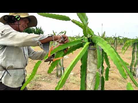 Vietnamese dragon fruit and farmers