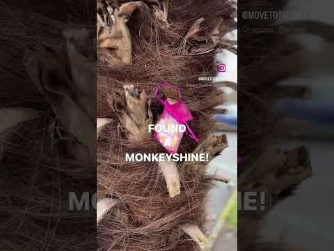 I found a monkeyshine! | Move to Tacoma #monkeyshines #tacomawa #tacomawashington