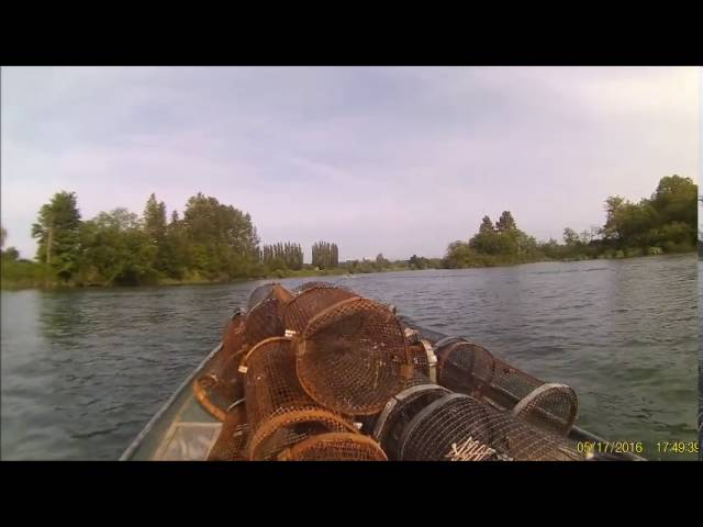 Washington Crawfish Company – Fresh caught Pacific Northwest Crawfish ...
