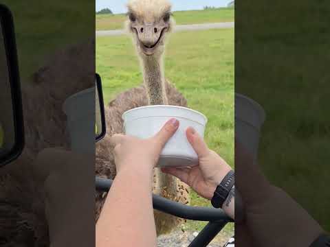 At the drive through Safari zoo in near Jackson TN