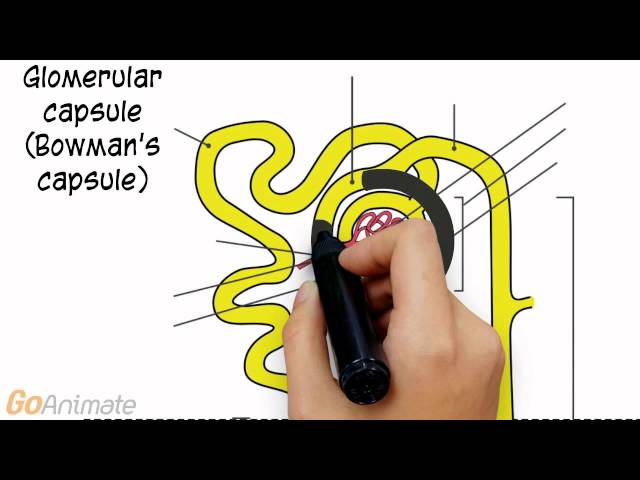 How to pronounce Bowmans capsule | HowToPronounce.com