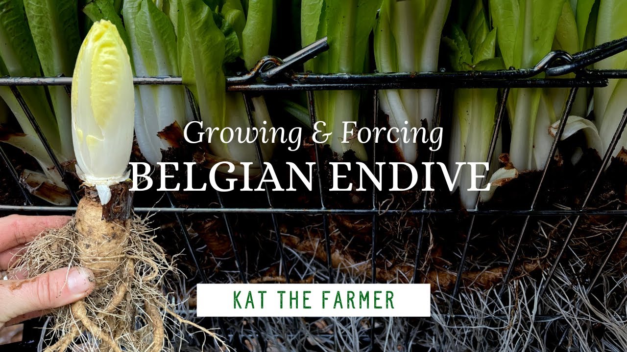 Growing & Forcing Belgian Endive *my first attempt!