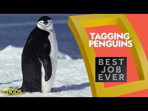 Hanging Out With Chinstrap Penguins | Best Job Ever