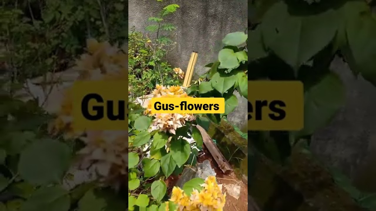 BOUGENVILLE HAWAI AUSSY GOLD | BUNGA TUMPUK IMPORT