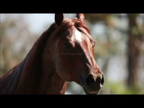 THE GREATEST QUARTER HORSES IN HISTORY!#quarterhorse #horses #stallion