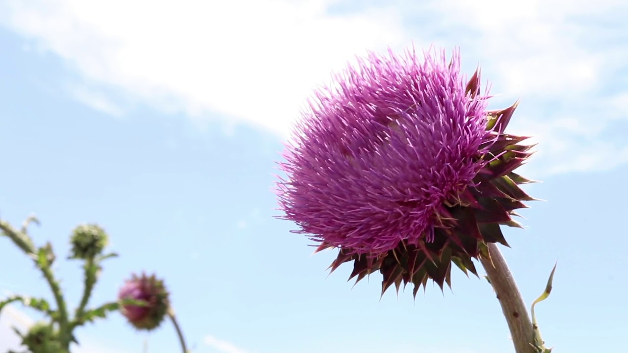 Musk Thistle (Carduus nutans)