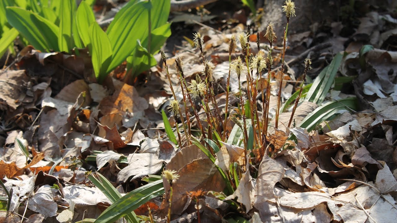 Getting your Feet Wet in Caricology: Starring Carex plantaginea