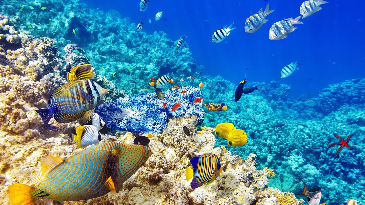 Underwater World Ocean Fish Coral Reef | 4K Wallpapers (Free Download Link)