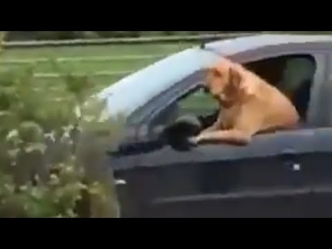 clean memes I watch while my dog drives me to school