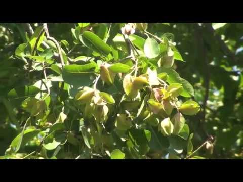 Arjuna Tree - Wholesale Price & Mandi Rate for Terminalia Arjuna in India