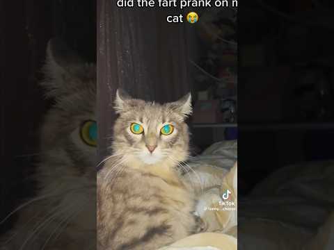 A cats 1000 yard stare😳 - 🐱🐶road to 100k SUBSCRIBE‼️