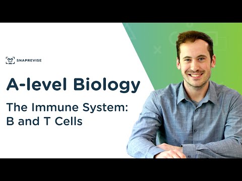 The Immune System: B and T Cells Video Lecture - Biology A-Level - A Level