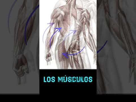 The Muscular System in Spanish! (166)