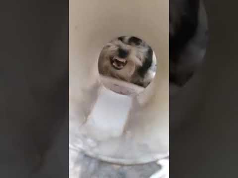 angry dog barks through hole in wall
