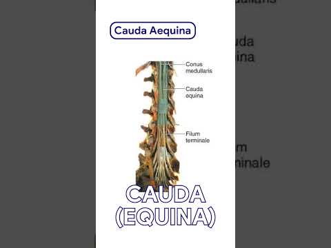 Root Word Of The Day | CAUDA AEQUINA