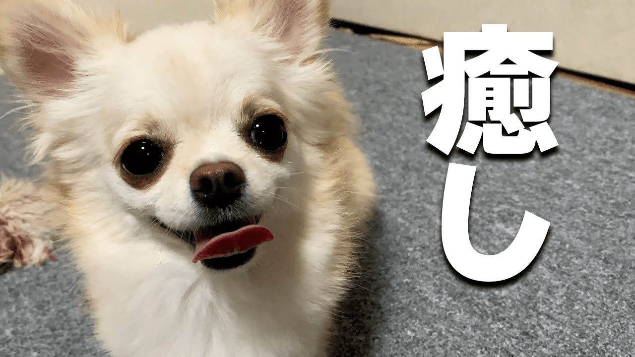 お世話のかかるチワワだけど全てが癒しで最高です！