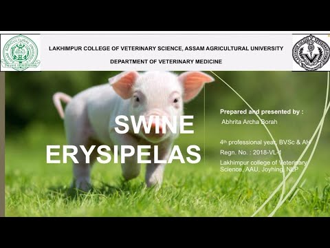 Swine Erysipelas