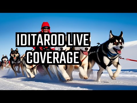 MyAlaskaGuide is live at the Iditarod 2024