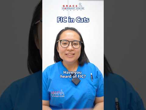 Vet Explains Common Urinary Issue in Cats - FIC #fyp #part1