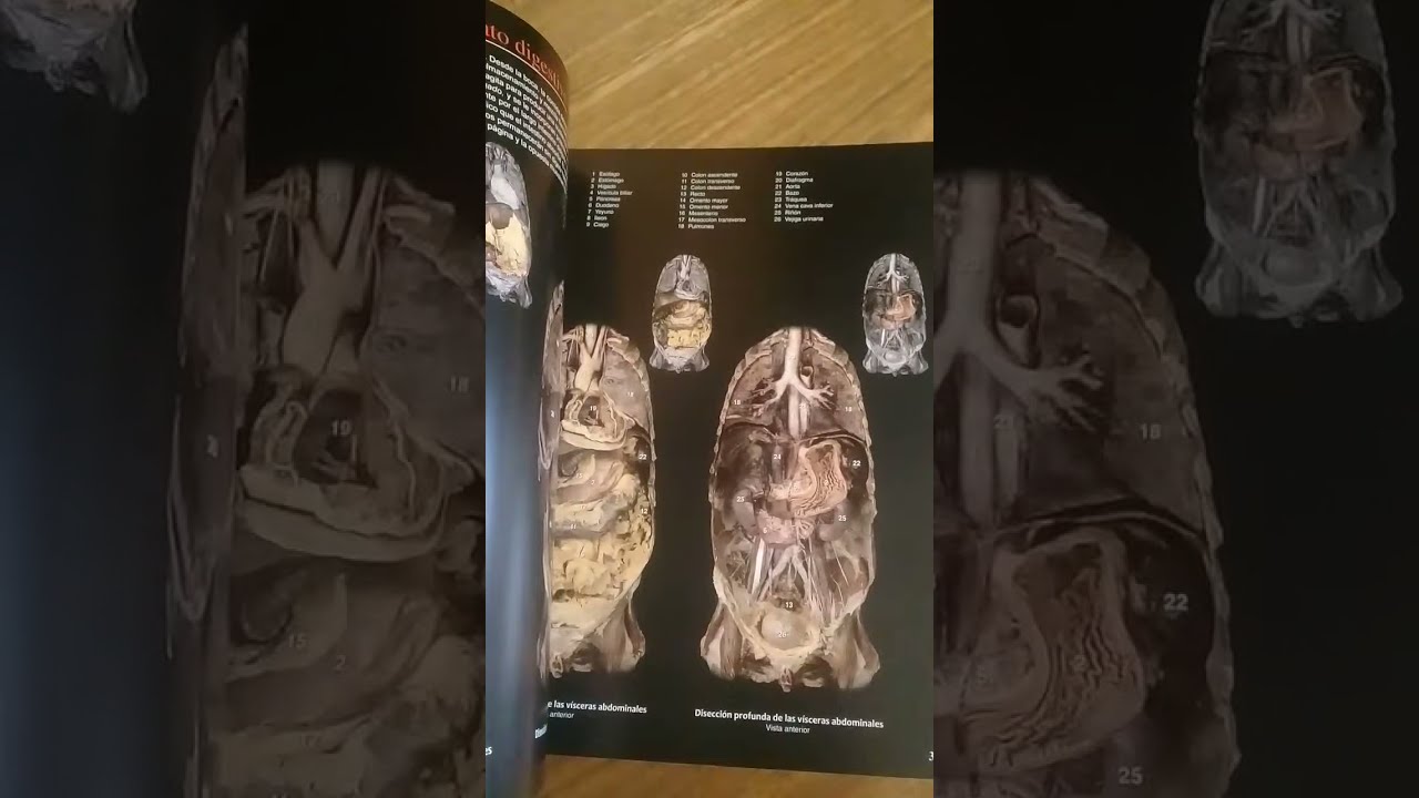 Atlas de Anatomía Humana - Nielsen