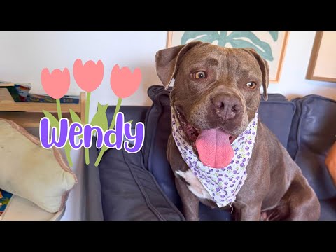 Dog for adoption - Wendy Smiley Miley Moo, a Pit Bull Terrier ...