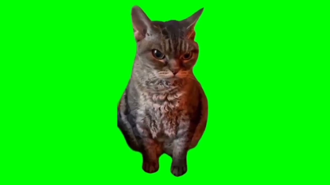 angry grumpy cat meme green screen VIDEOMIN NET