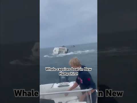 Whale capsizes boat in New Hampshire!